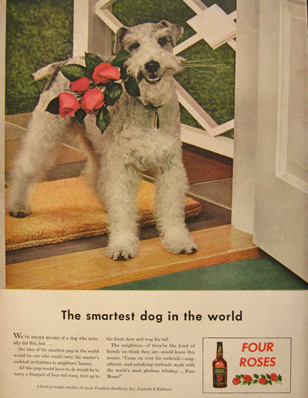 1943 Four Roses Whiskey Ad ~ Wire Fox Terrier, Vintage Ads with Animals