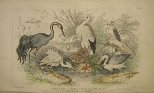 Antique Bird Print ~ Crane, Stork, Heron, Egret ~ Oliver Goldsmith ...