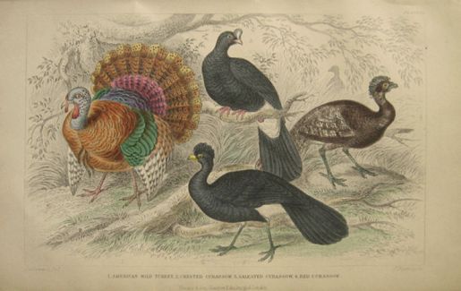 Antique Bird Print ~ Wild Turkey, Curassow ~ Oliver Goldsmith, Oliver ...