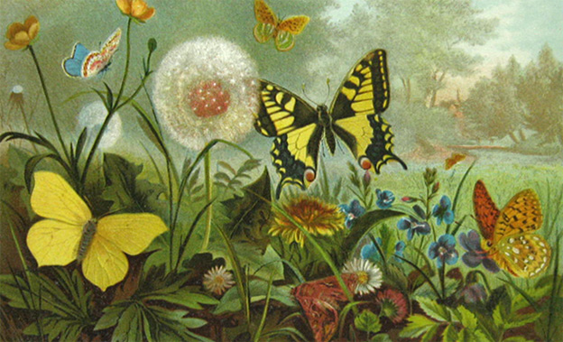 Louis Prang Antique Print Chromolithograph ~ Butterflies, Erycinids ...