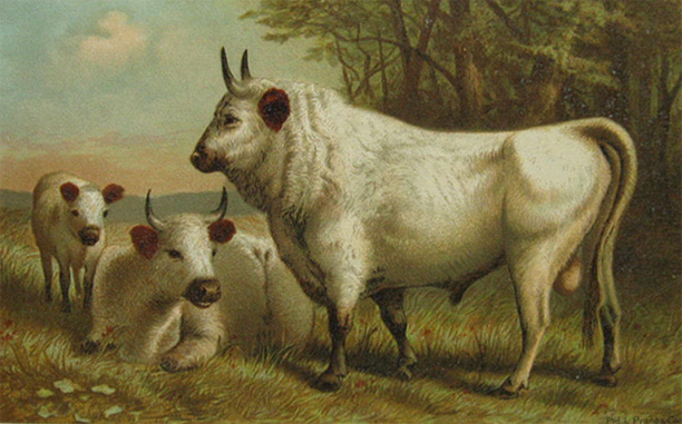 Louis Prang Antique Print Chromolithograph ~ Chillingham Cattle, Louis ...