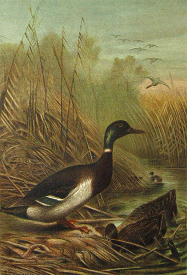 Louis Prang Antique Print Chromolithograph ~ Mallard Duck, Louis Prang ...