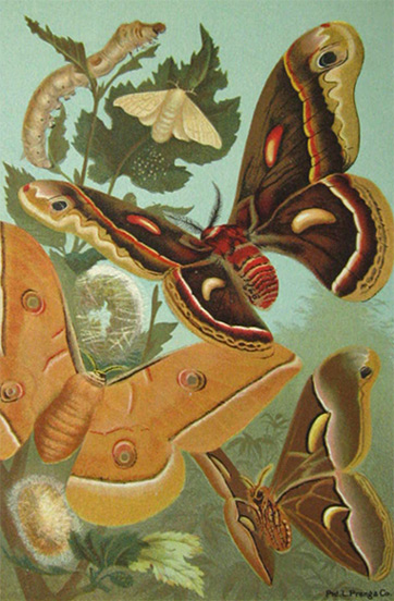 Louis Prang Antique Print Chromolithograph ~ Silk Worm & Moths, Louis ...