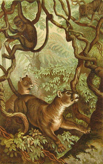 Louis Prang Antique Print Chromolithograph ~ Puma, Louis Prang Antique ...