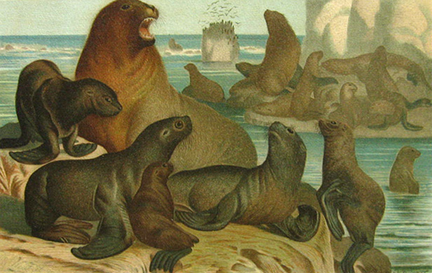 Louis Prang Antique Print Chromolithograph ~ Sea Lion, Louis Prang ...