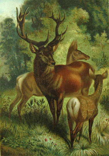 Louis Prang Antique Print Chromolithograph ~ Stag, Red Deer, Animals ...
