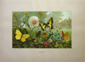 Louis Prang Antique Print Chromolithograph ~ Butterflies, Erycinids ...