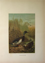 Louis Prang Antique Print Chromolithograph ~ Mallard Duck, Louis Prang ...
