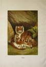 Louis Prang Antique Print Chromolithograph ~ Tiger, Louis Prang Antique ...