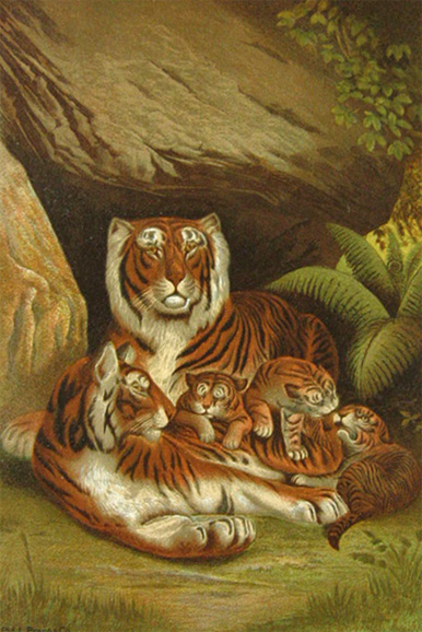 Louis Prang Antique Print Chromolithograph ~ Tiger, Louis Prang Antique ...