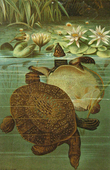 Louis Prang Antique Print Chromolithograph ~ Soft Turtles, Animals ...
